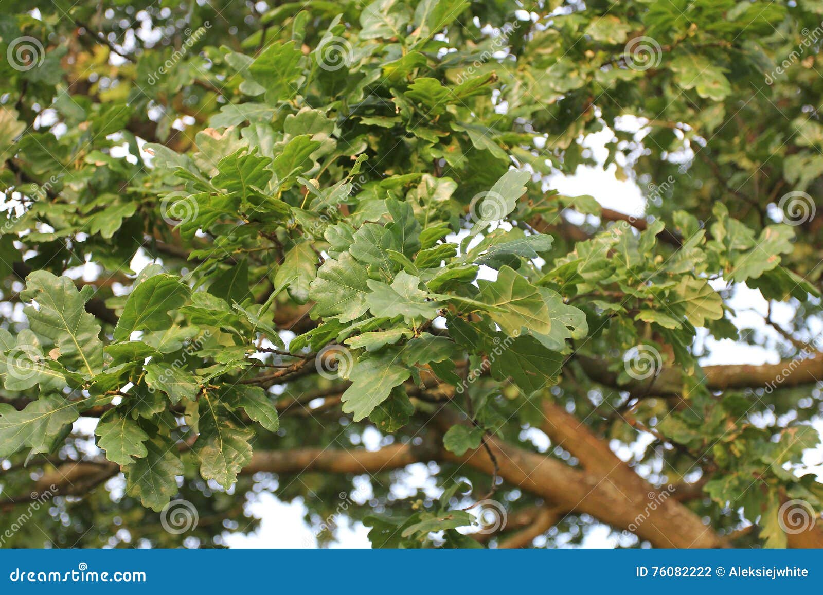 Oak tree close up stock photo. Image of green, park, natural - 76082222
