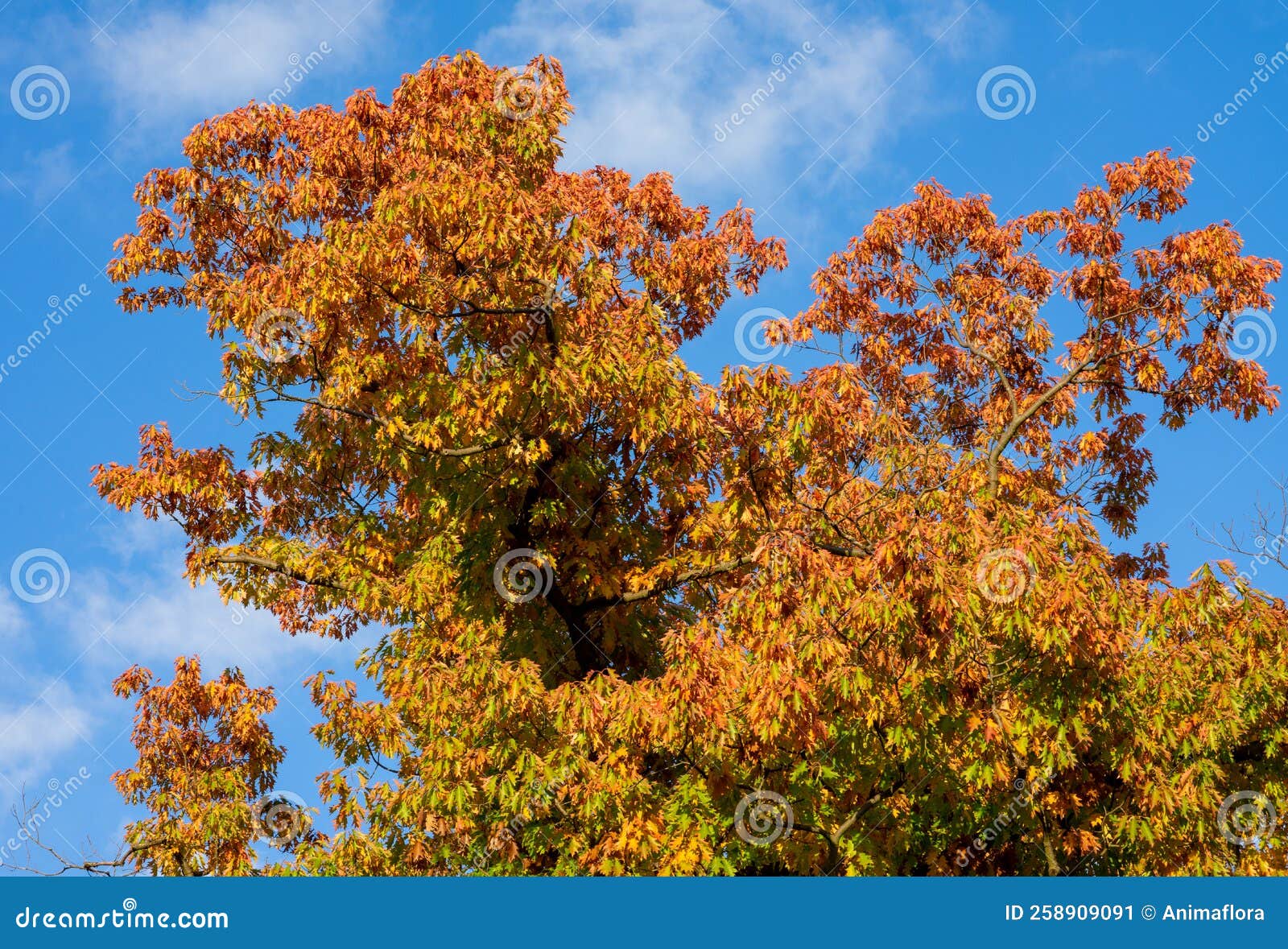 Oak Tree with Colorful Leaves in Autumn Stock Image - Image of huge ...