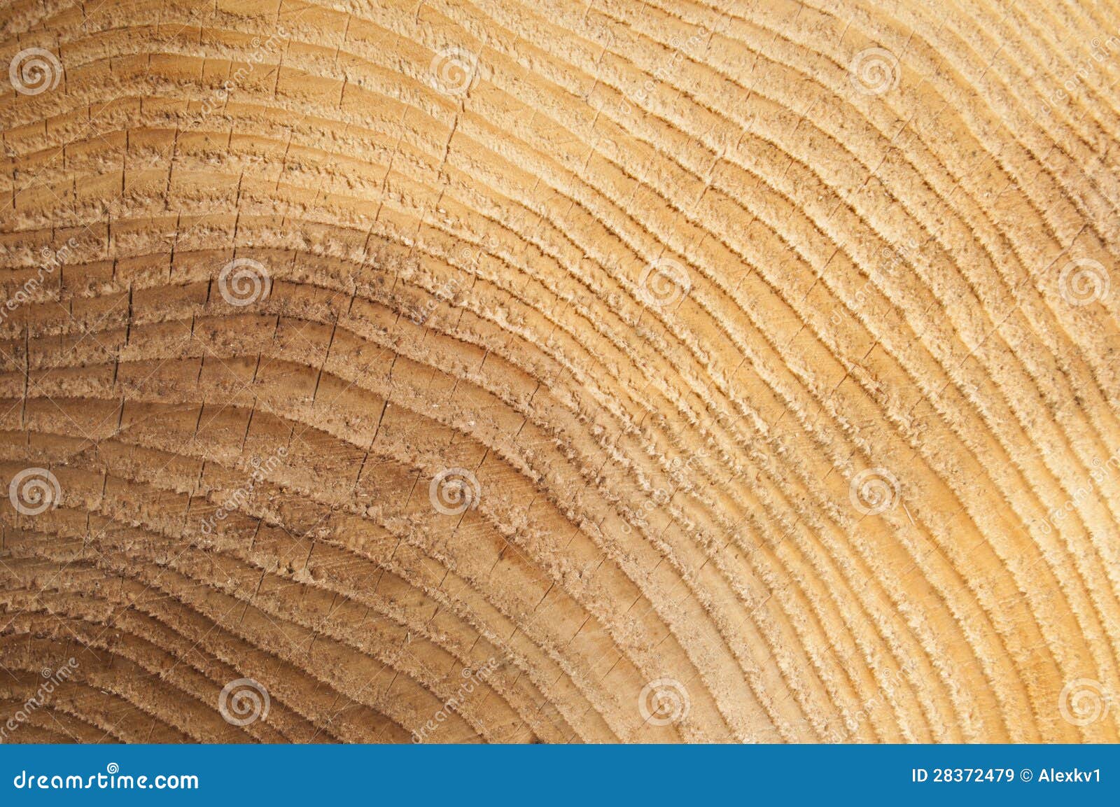 Oak tree core stock image. Image of brown, trunk, forest - 28372479