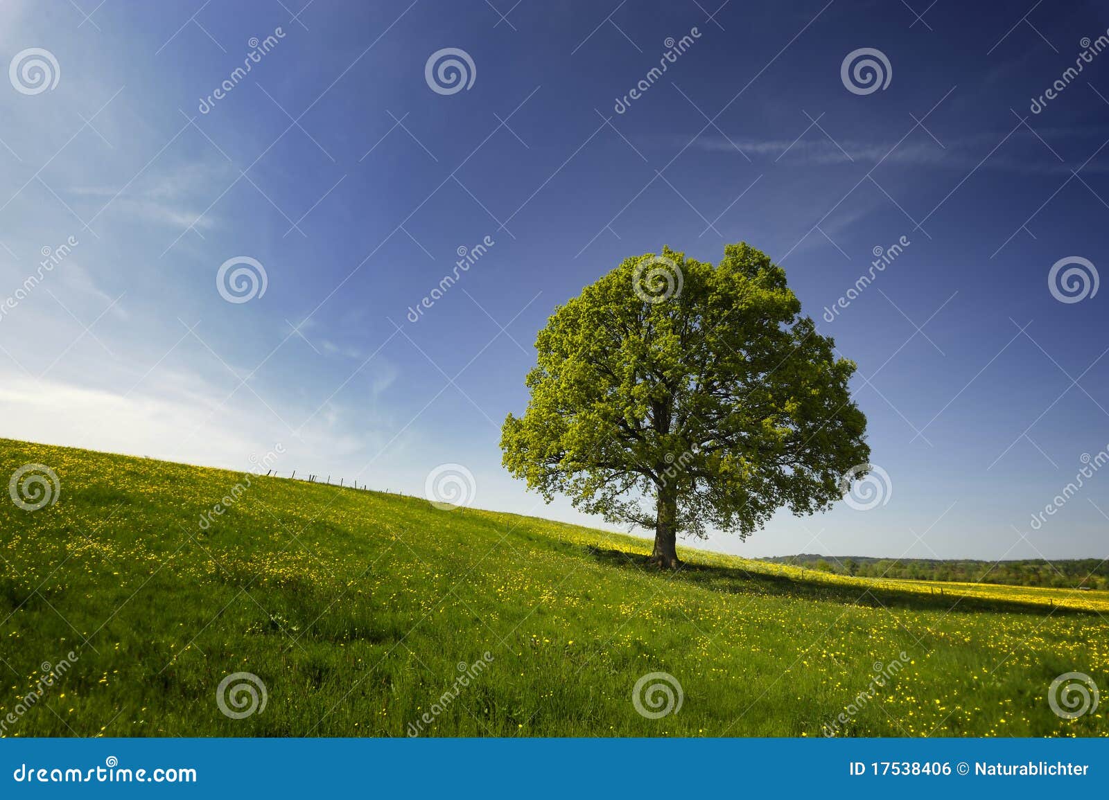 Oak tree in countryside stock photo. Image of field, hillside - 17538406