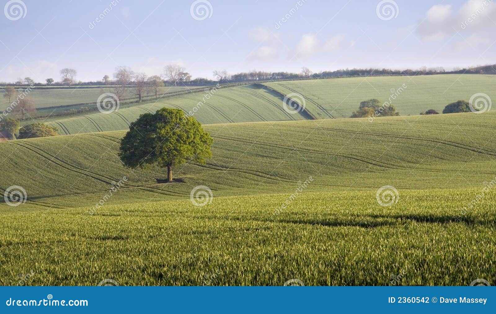 Oak Tree Countryside stock photo. Image of landscape, grass - 2360542