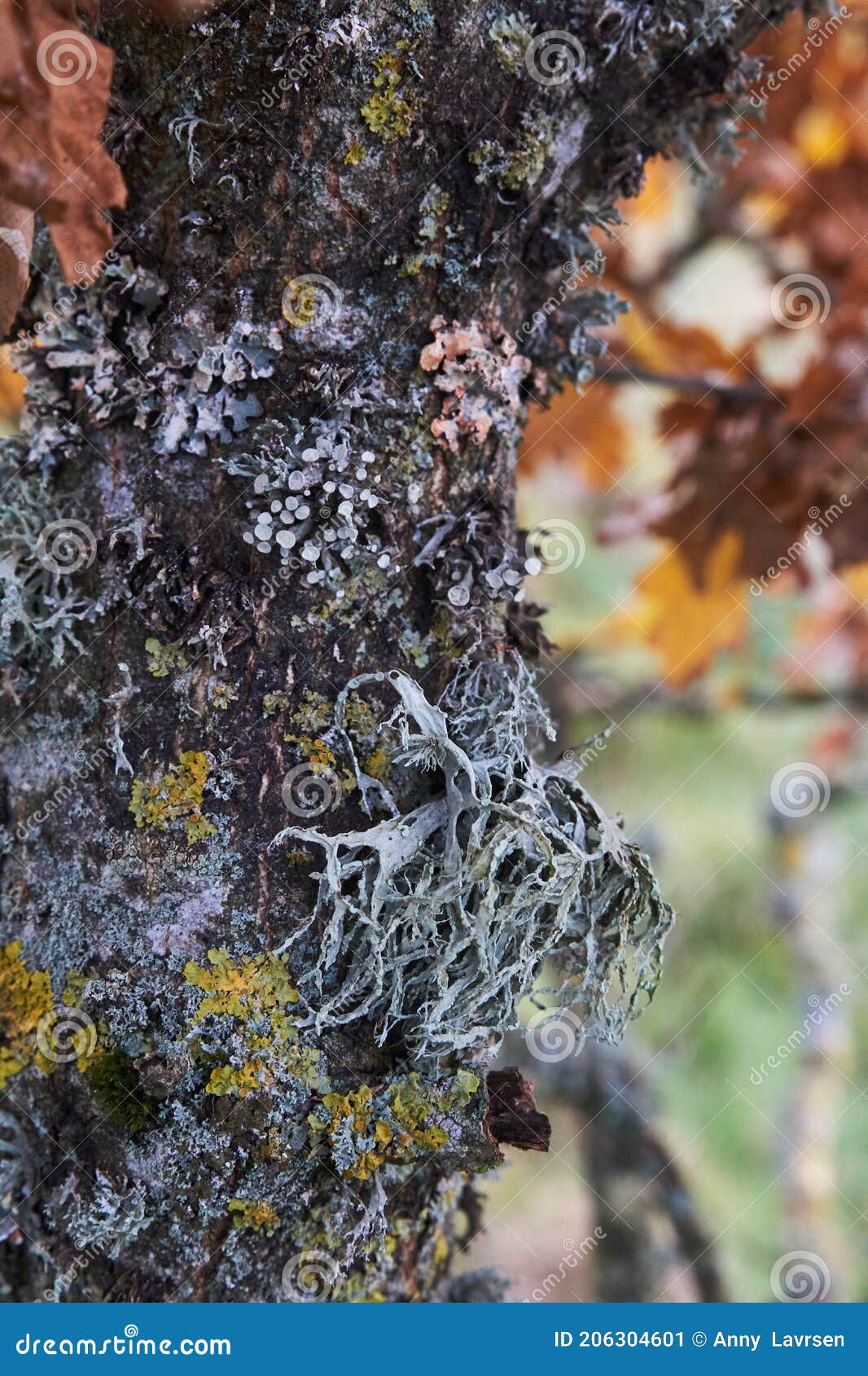 Oak Tree Covered with Different Kinds of Moss Stock Image - Image of ...