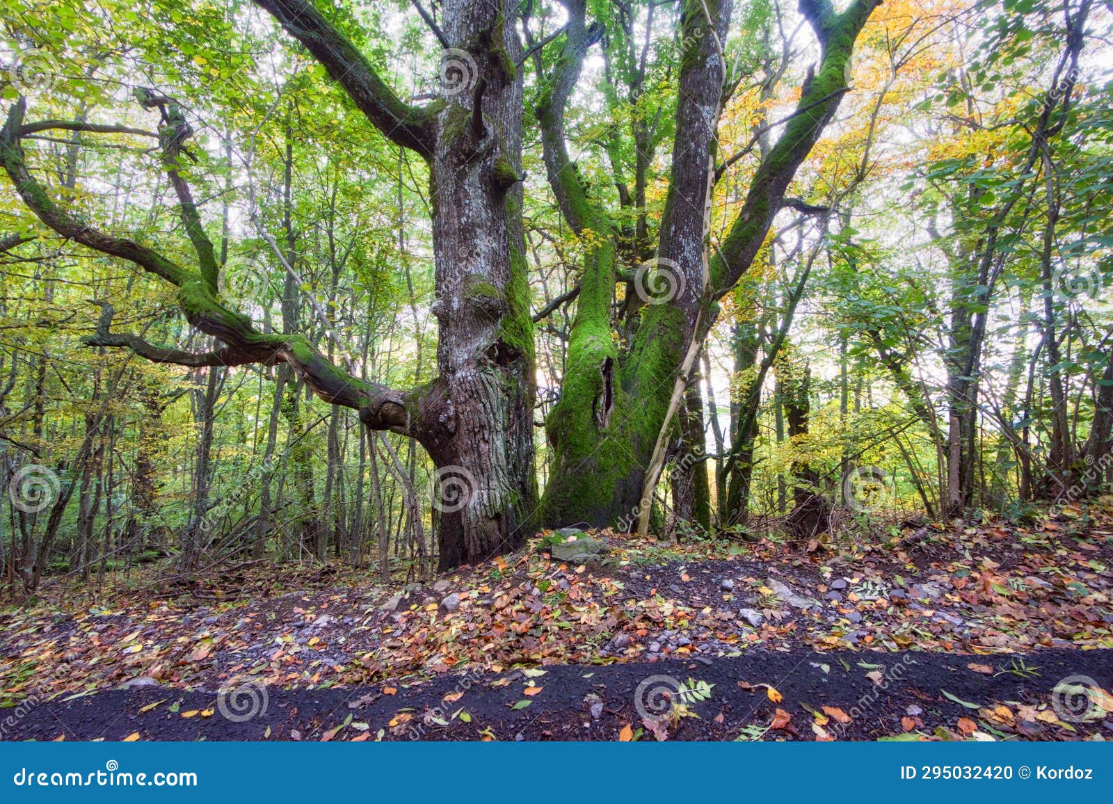 Oak Tree Covered with the Moss Under Sitno Mountain during Autumn Stock ...