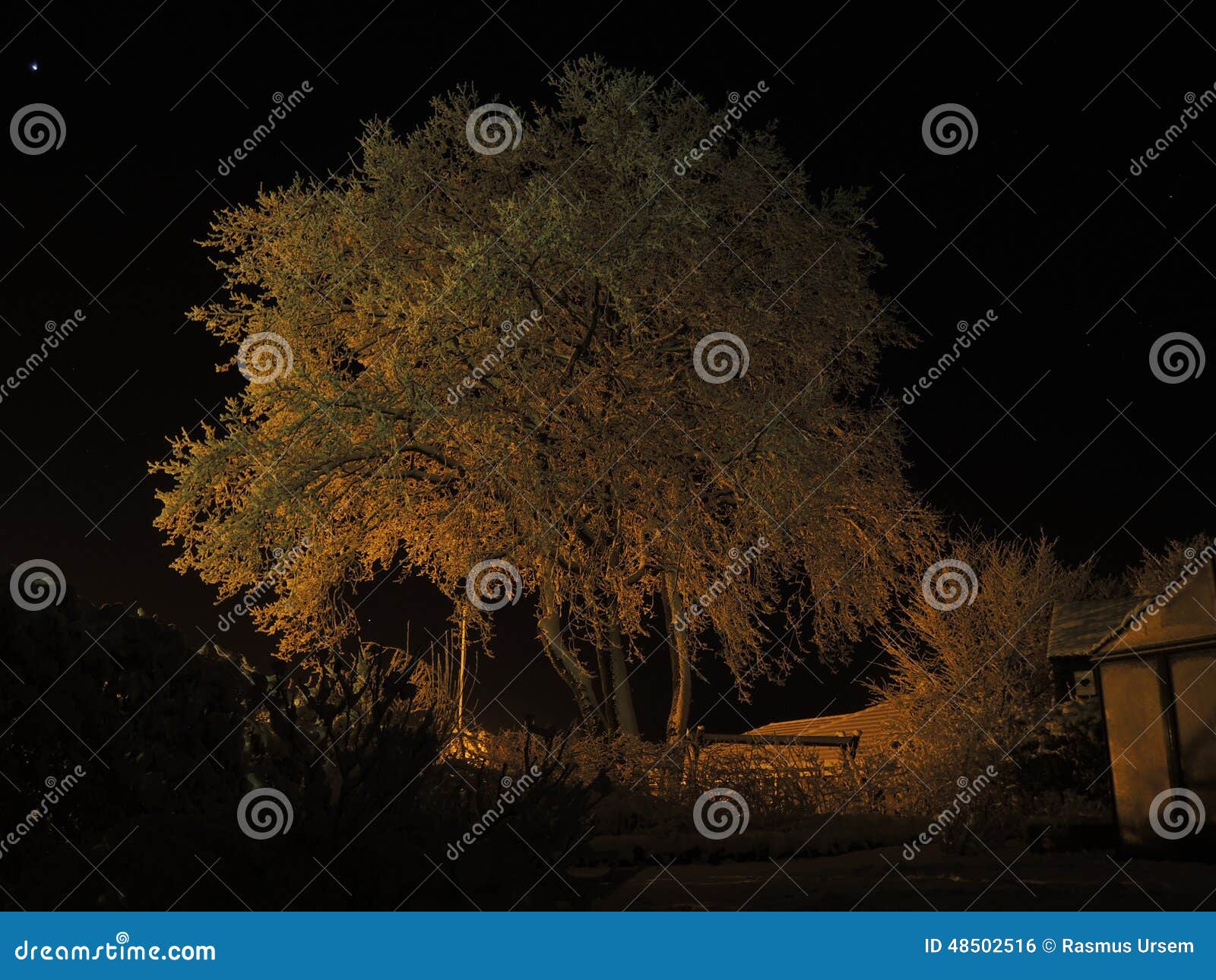Oak Tree Covered in Snow at Night Stock Photo - Image of night ...