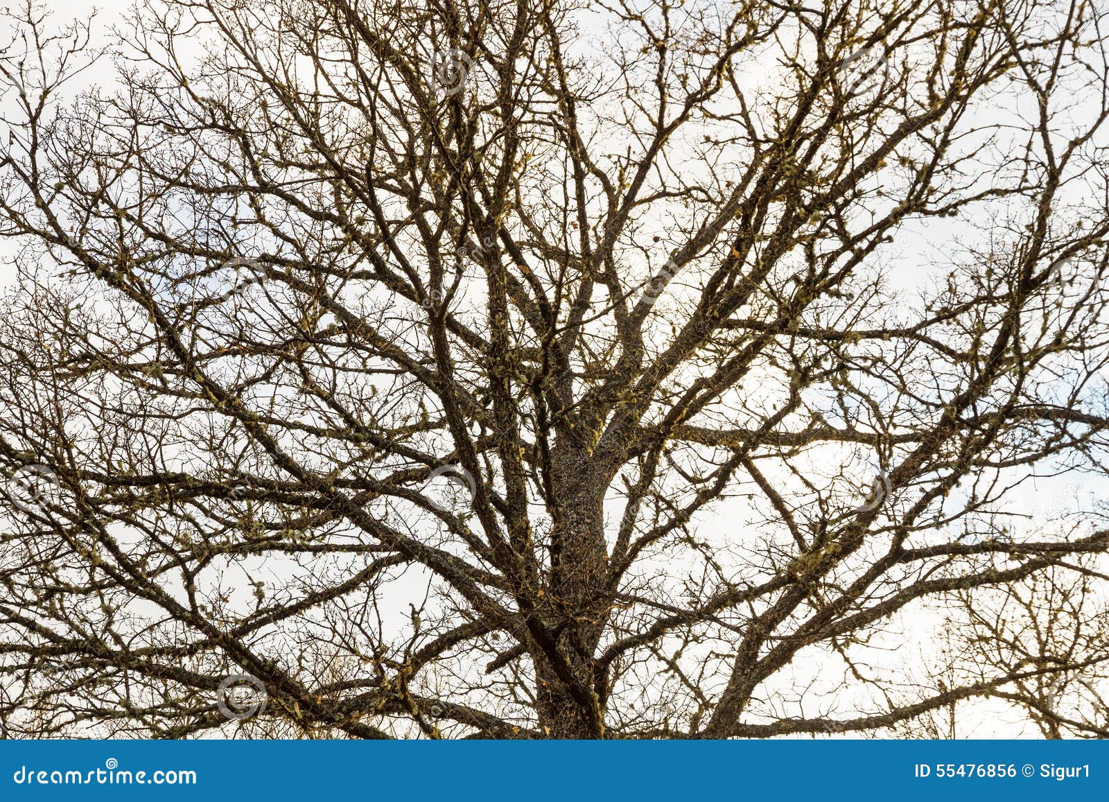 Oak Tree Cup stock photo. Image of centenarian, leaves - 55476856