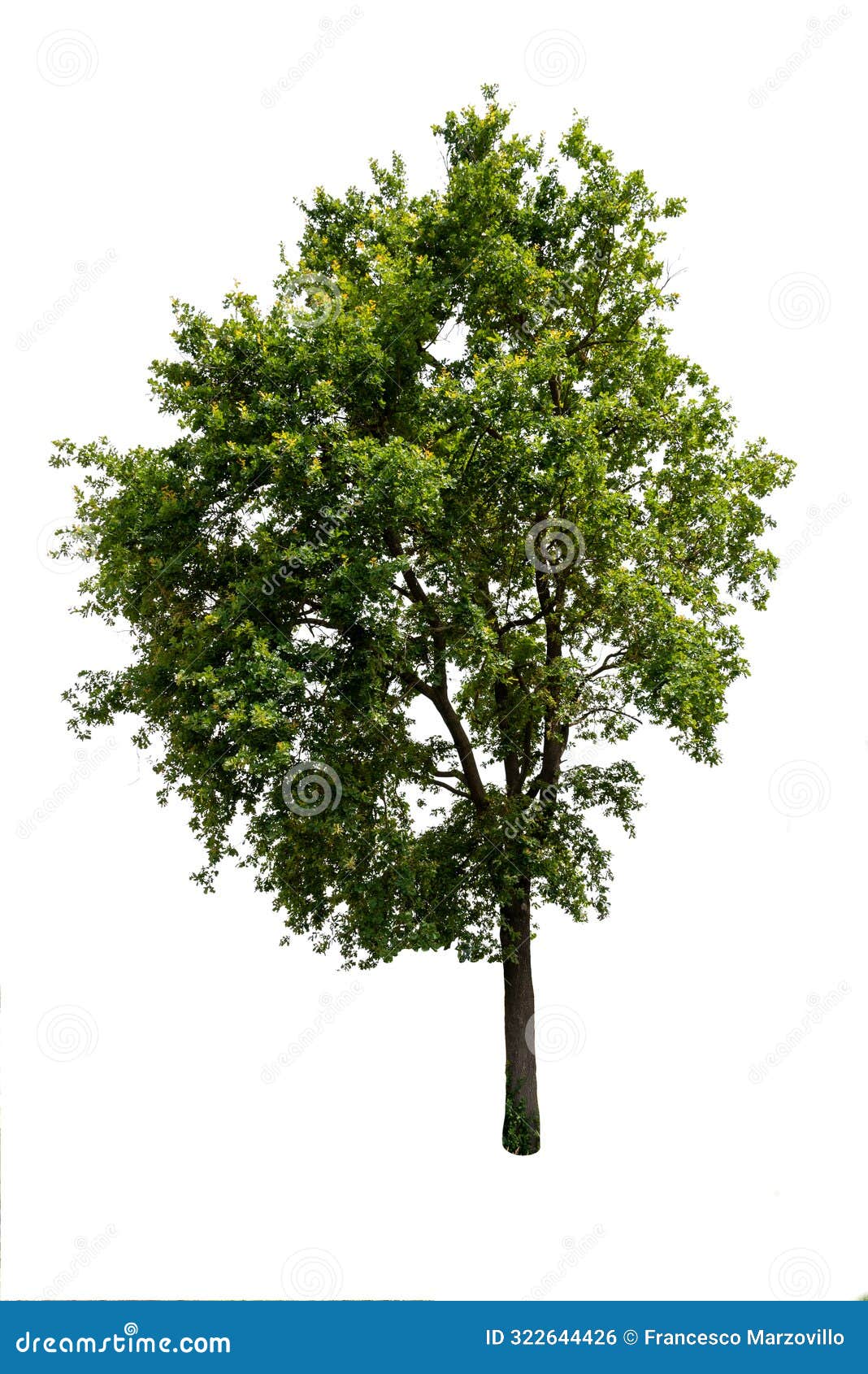 Oak tree cut out on white stock photo. Image of beautiful - 322644426