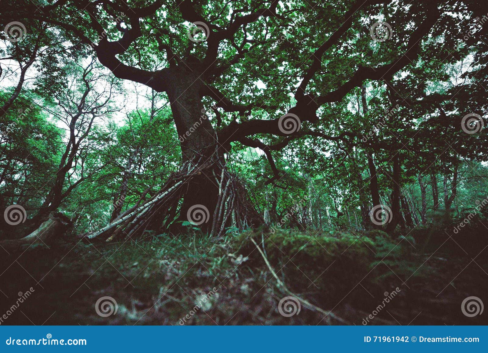 Oak Tree Den stock photo. Image of sticks, moss, trees - 71961942
