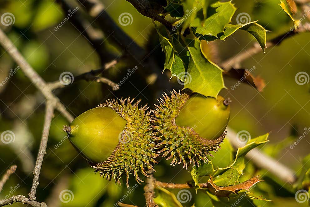 Oak Tree Details, with Several Acorns, AKA Oak Nuts Stock Photo - Image ...