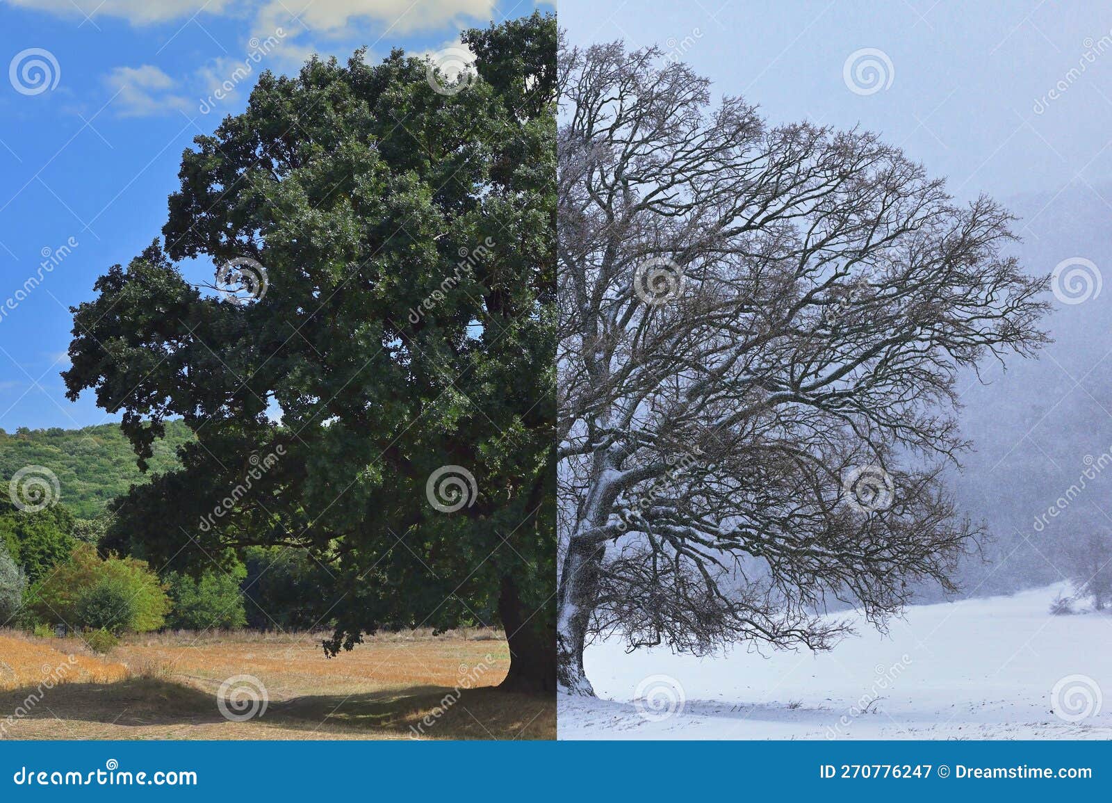 Oak Tree in Dobrogea, Romania in Summer Winter Time Stock Image - Image ...