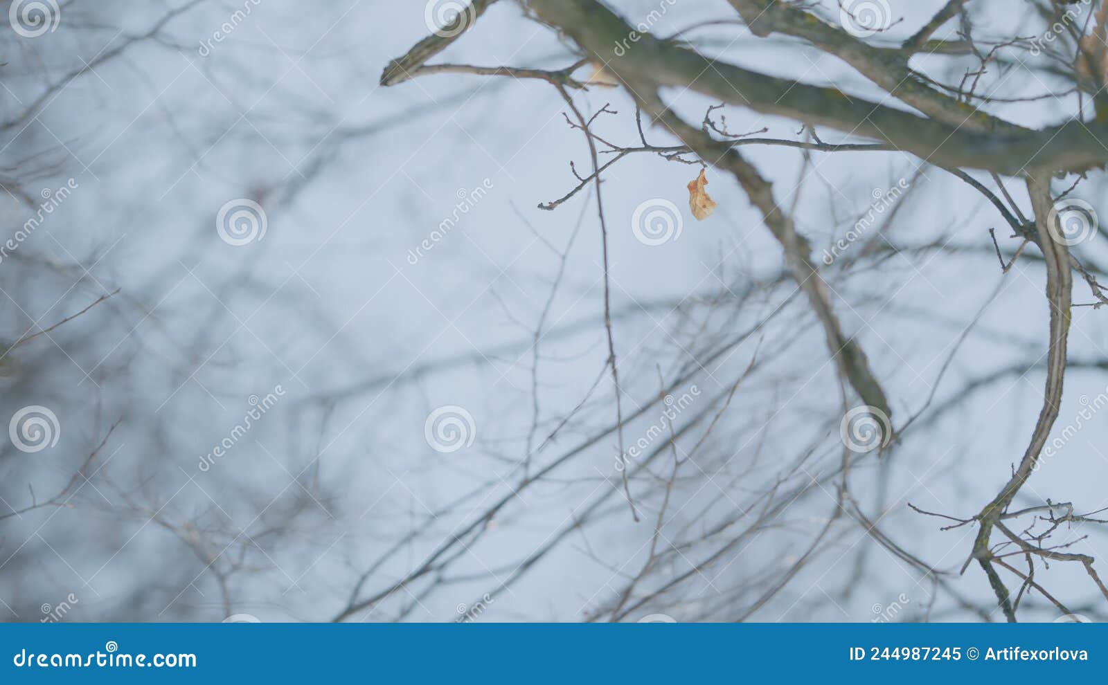 Oak Tree with Dry Lonely Leaf Swaying in Wind. Winter Landscape Stock ...