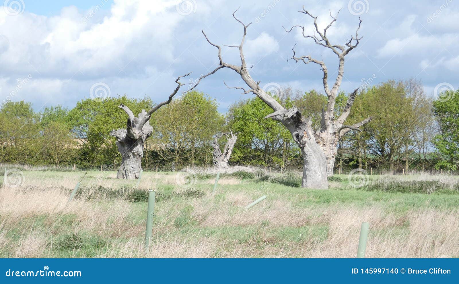 Oak Tree Dryads Ancient Petrified Forest Enjoying the Day Celebrating ...