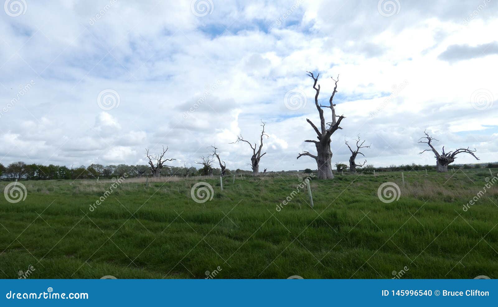 Oak Tree Dryads Ancient Petrified Forest Enjoying the Day 1 Stock Photo ...