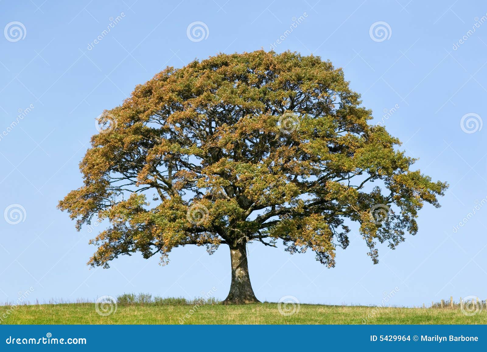 Oak Tree in Early Autumn stock photo. Image of landscape - 5429964