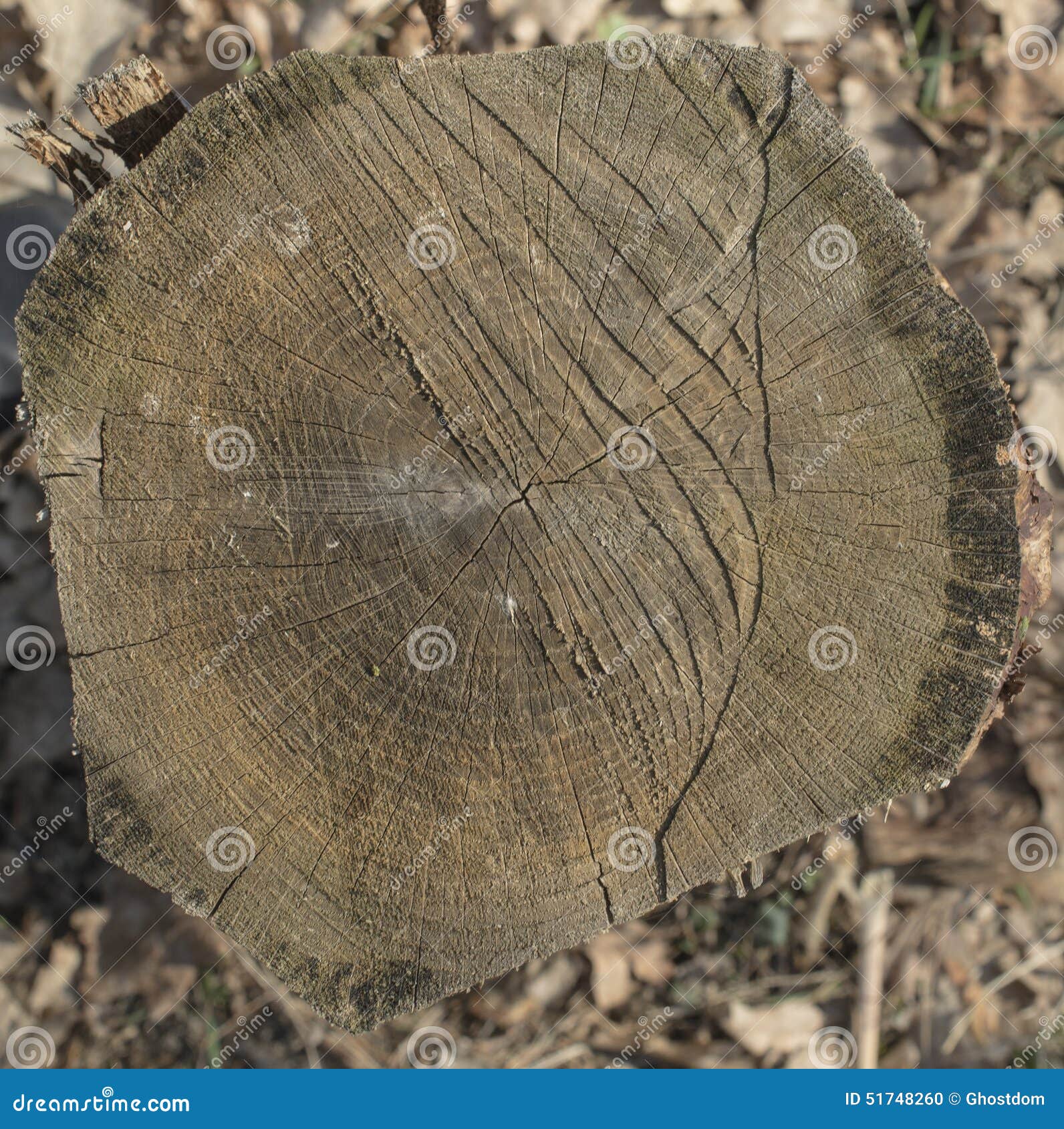 Oak tree end stock photo. Image of worn, bark, background - 51748260