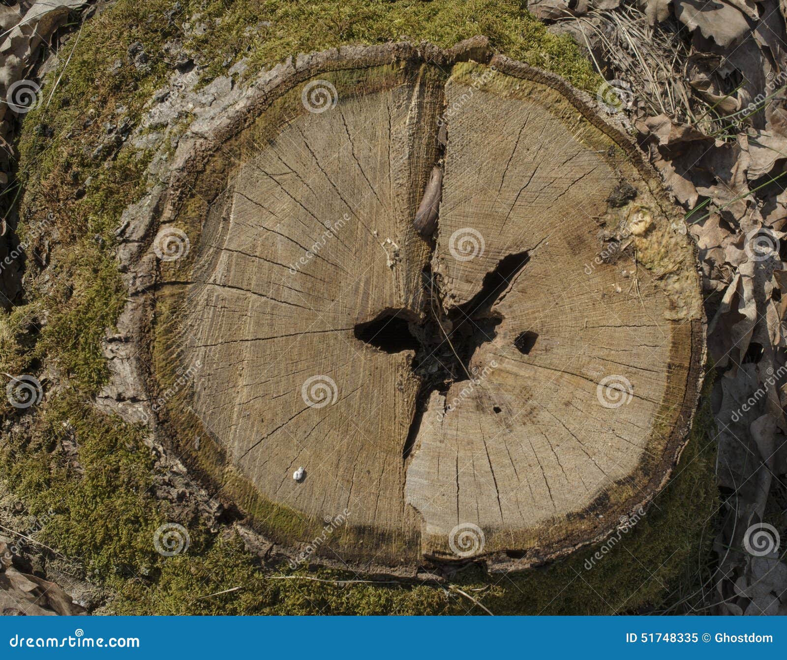 Oak tree end stock image. Image of worn, plant, grass - 51748335