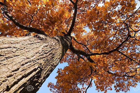 Oak tree in the fall stock image. Image of shine, leaves - 13305605