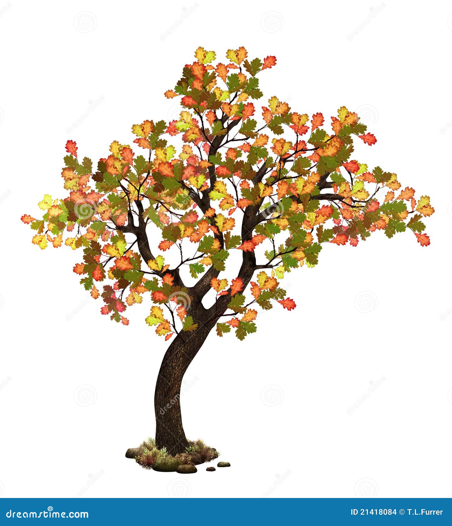 Oak tree in fall stock illustration. Illustration of season - 21418084