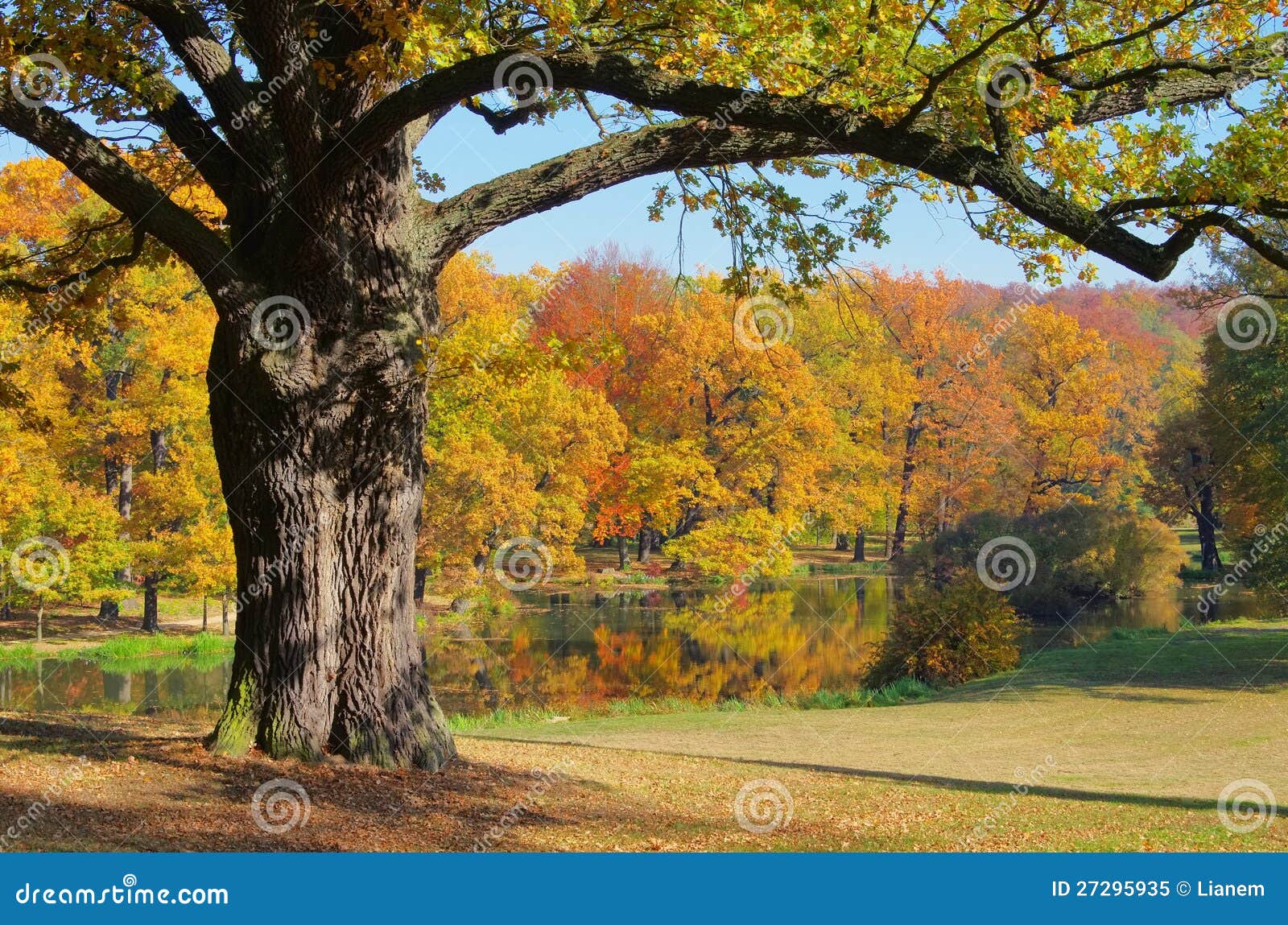 Oak tree in fall stock image. Image of oakleaves, foliage - 27295935