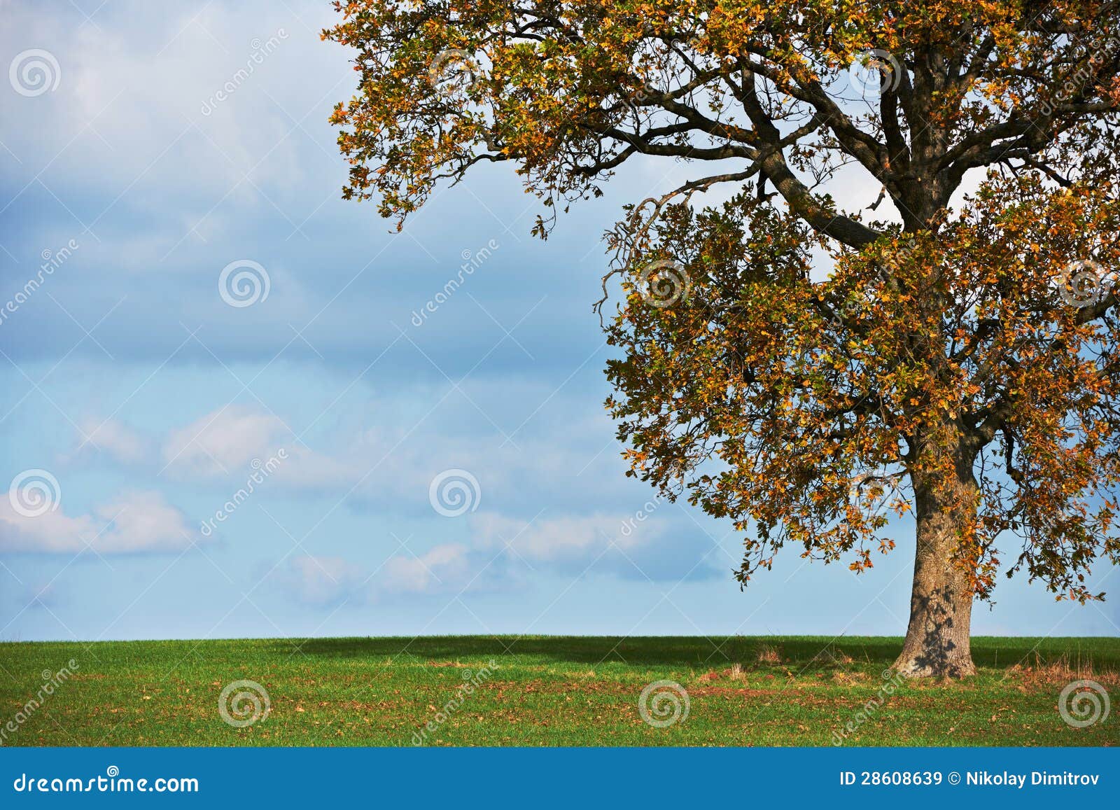 Oak tree in fall stock image. Image of farm, countryside - 28608639