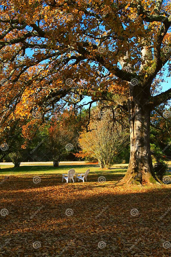 Oak tree in the fall stock photo. Image of grow, mighty - 6339702