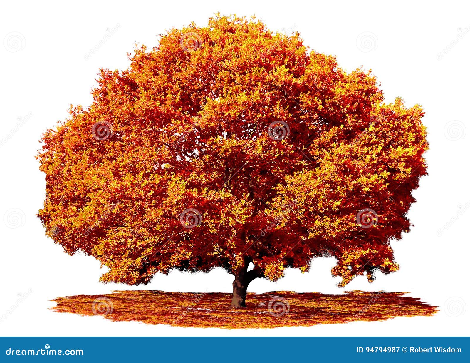 Oak Tree in fall Autumn stock image. Image of huge, brown - 94794987