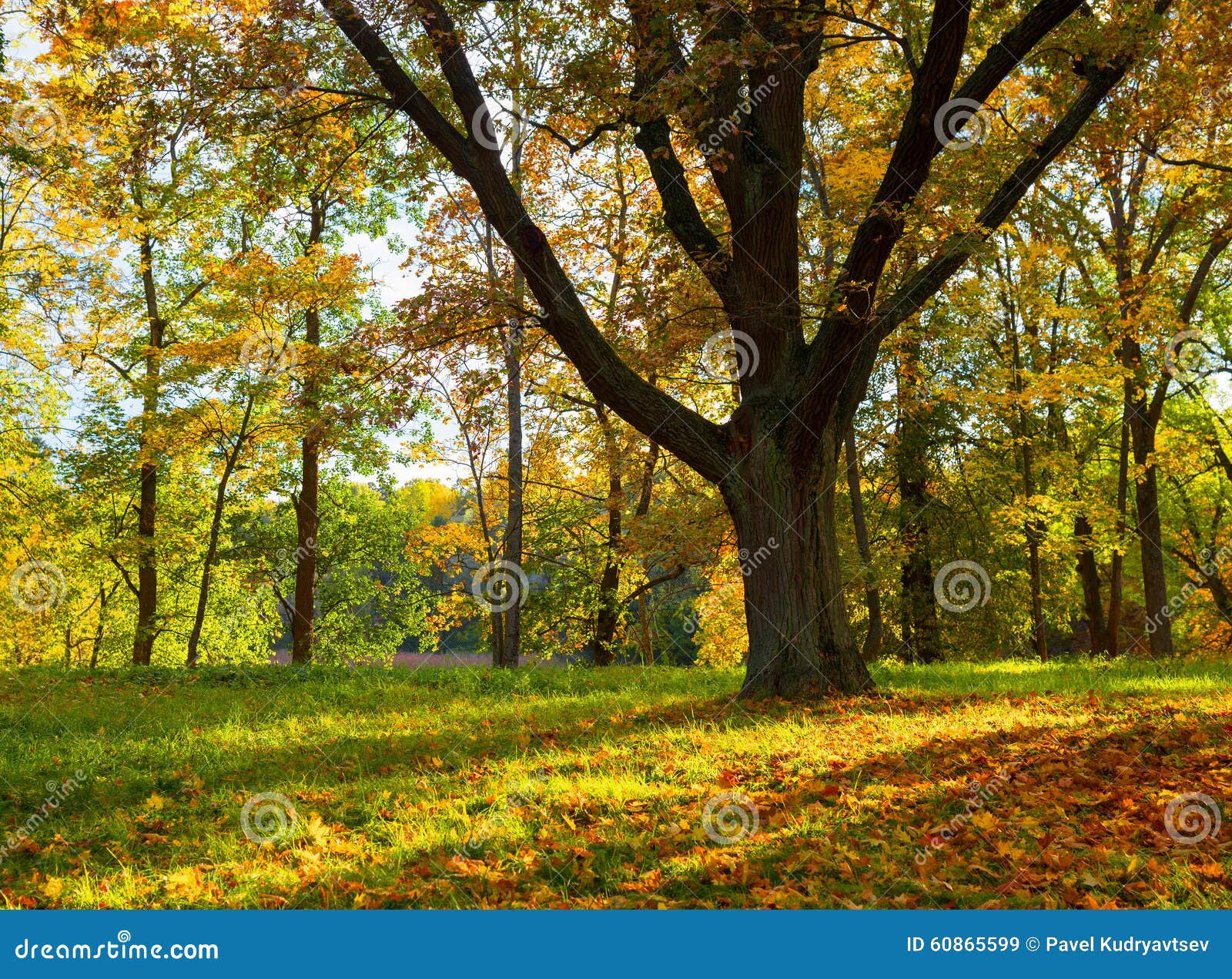 Oak tree in fall. stock image. Image of sunrays, outdoor - 60865599