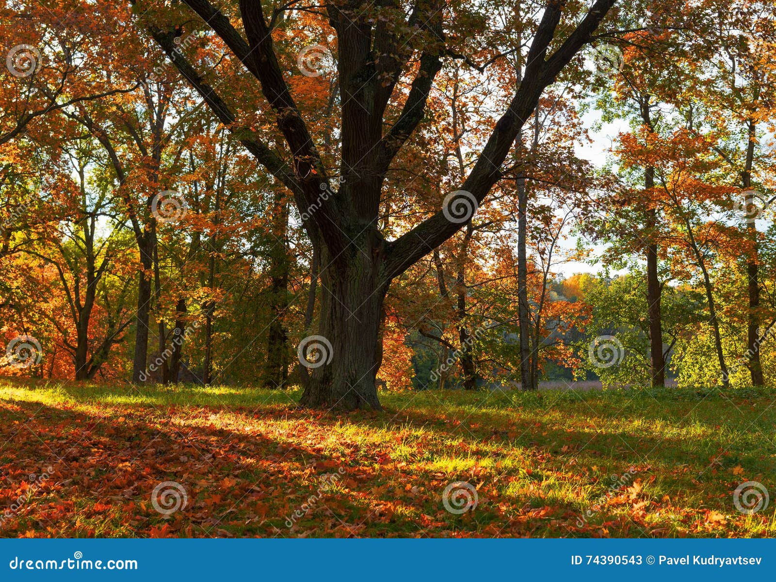 Oak Tree in Fall. Beautiful Autumn Stock Image - Image of foliage ...