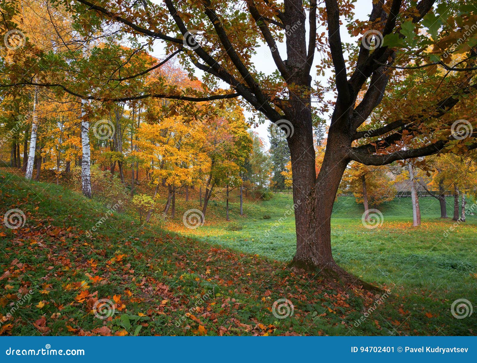 Oak tree in fall. stock image. Image of brown, plant - 94702401