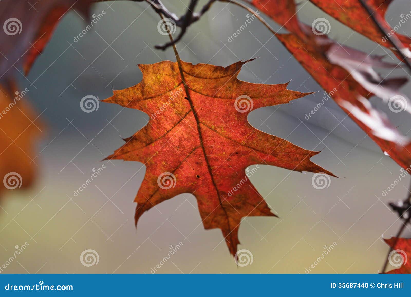 Oak Tree Fall Leaf stock photo. Image of leaf, bokeh - 35687440