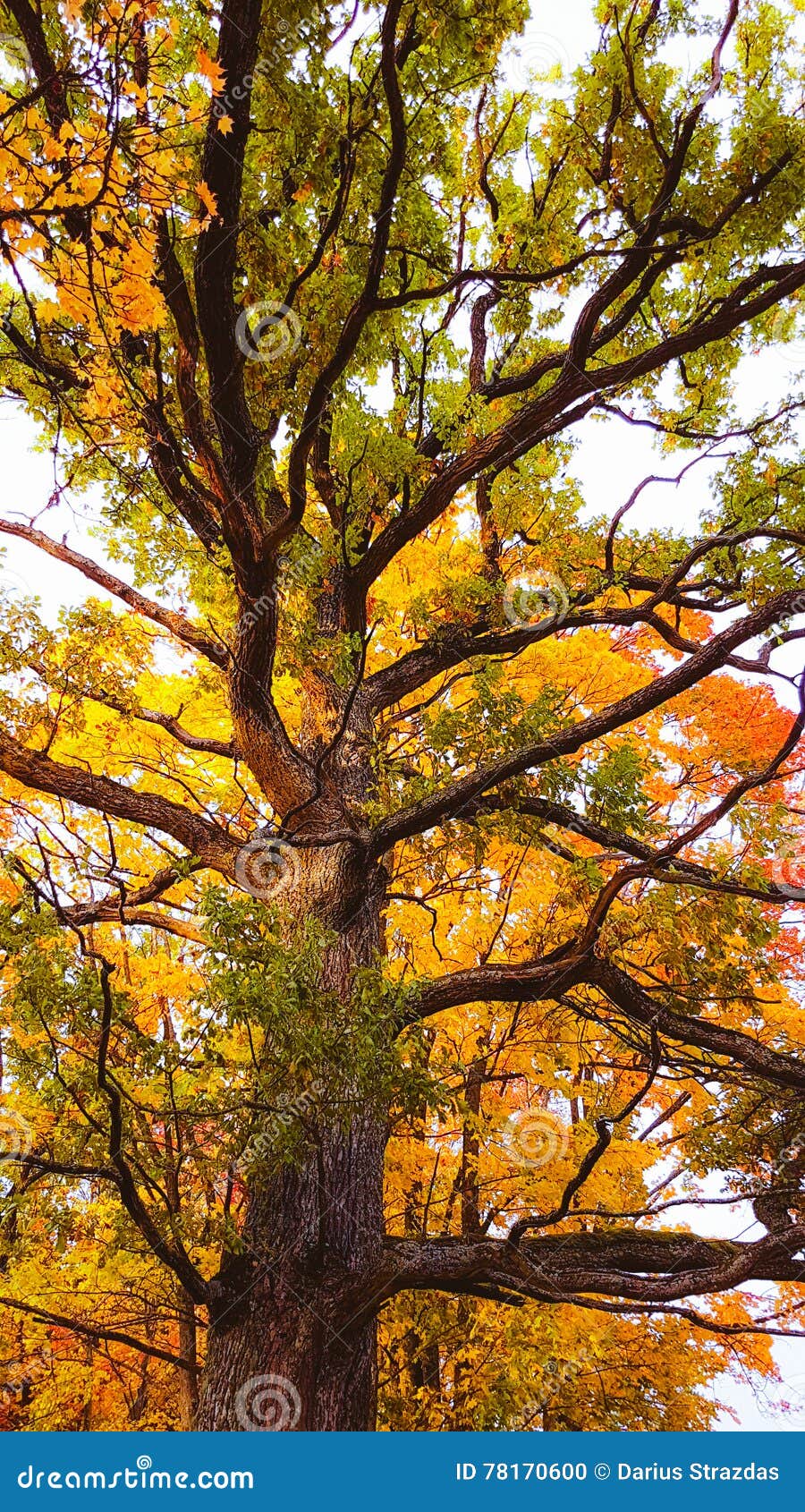 Oak Tree Fall Nature Specific Stock Photo - Image of season, twigs ...