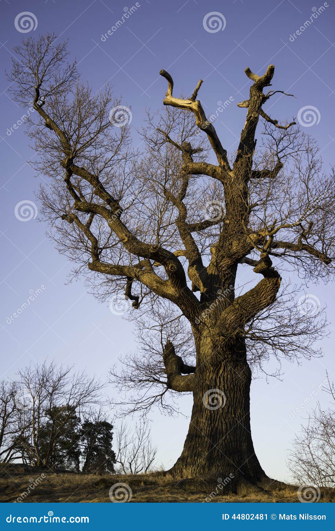 Oak tree in the fall stock image. Image of blue, outdoor - 44802481