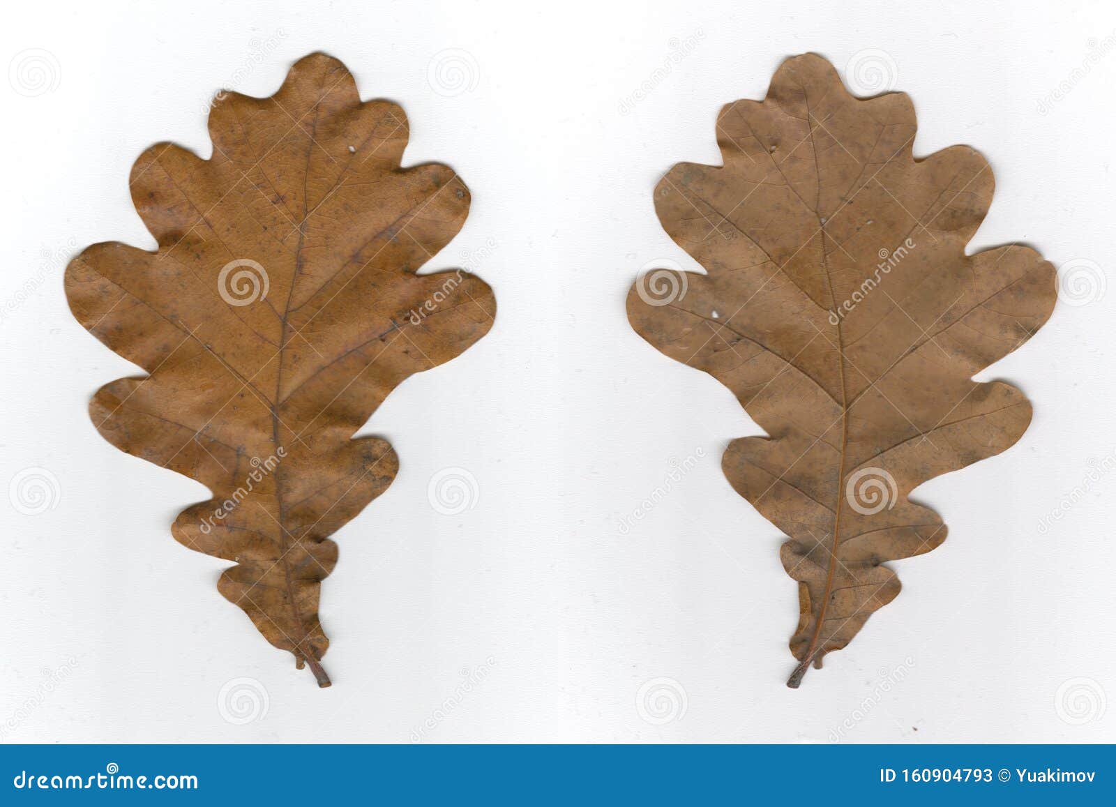 Oak Fallen Brown Leaf Front and Back Sides Isolated on White Stock ...