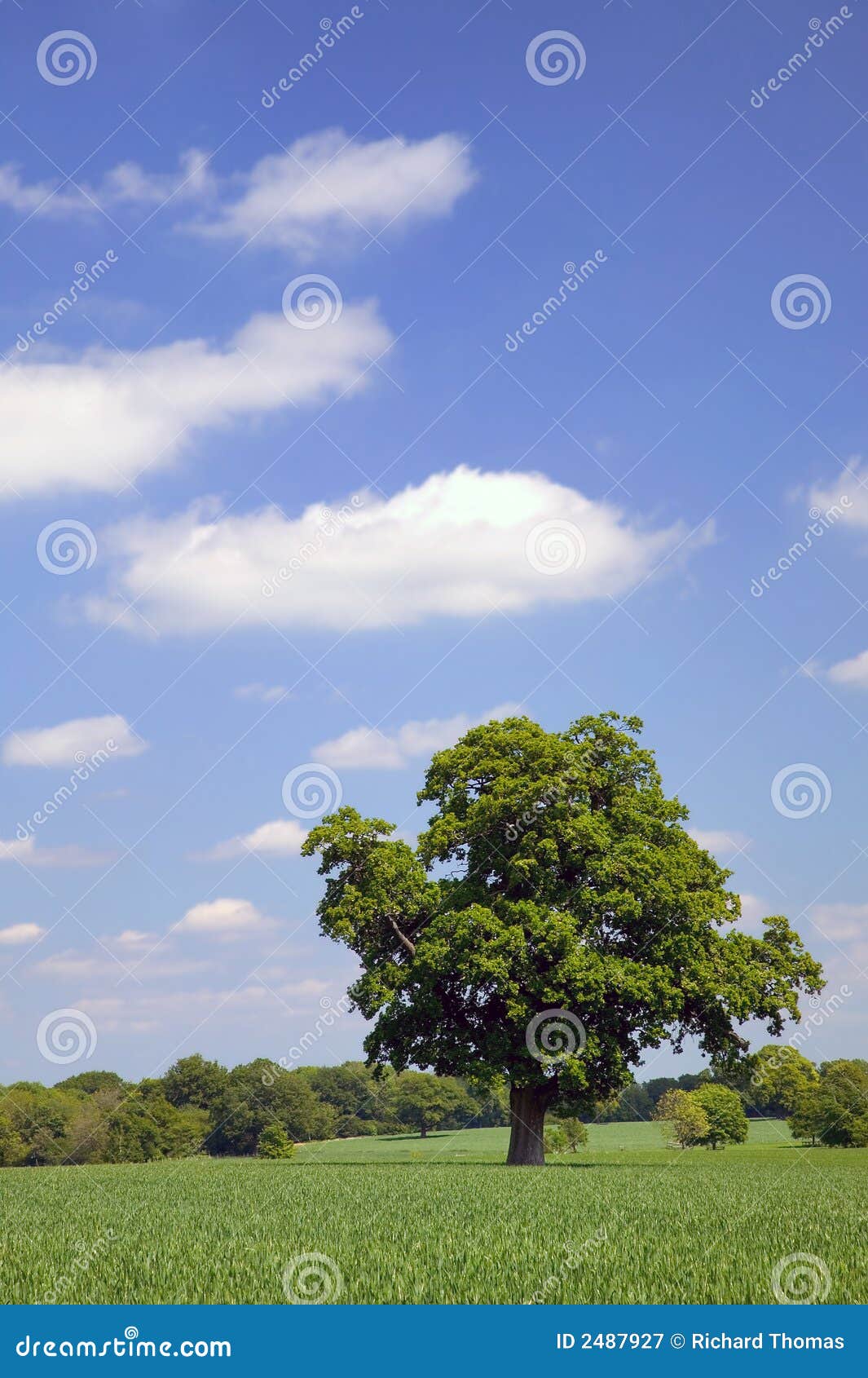 Oak tree in a field stock image. Image of field, summer - 2487927