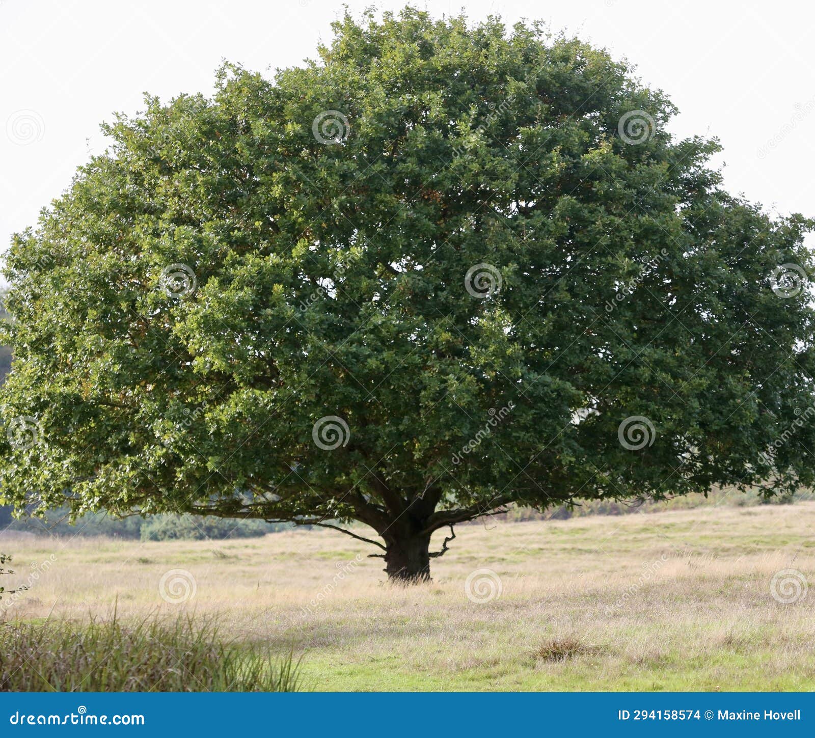 Oak tree in a field stock photo. Image of feild, minsmere - 294158574
