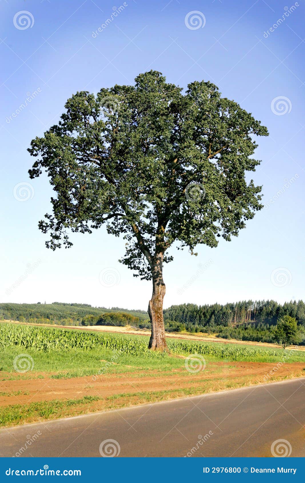 Oak Tree in a Field stock photo. Image of road, field - 2976800