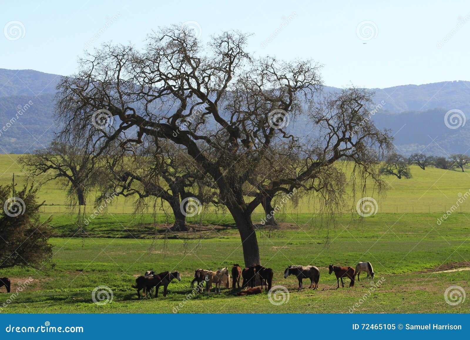 Oak Tree in Field with Horses Stock Image - Image of horses, ranch ...