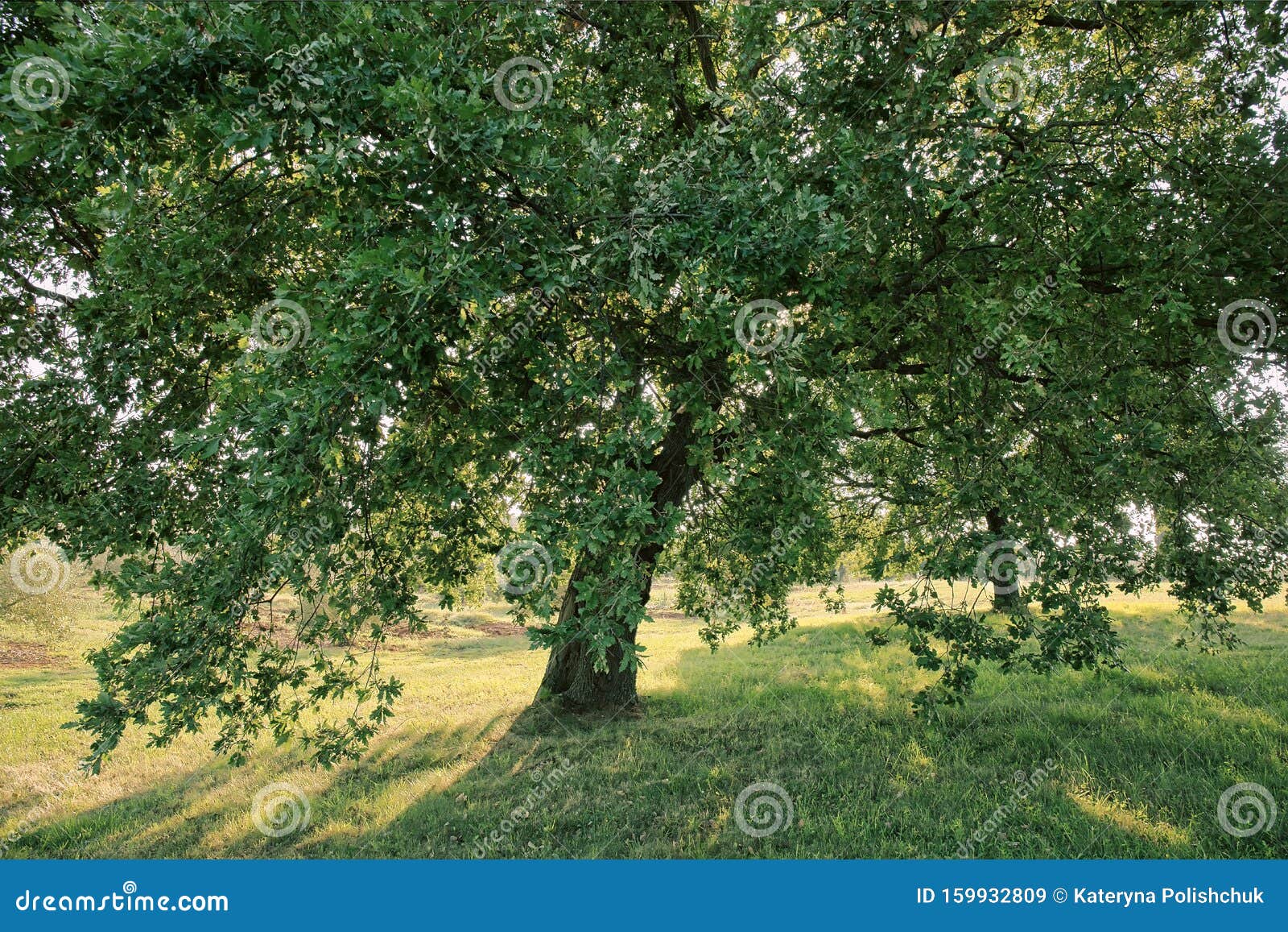 Oak Tree in the Field, Natural Outdoor Background Stock Image - Image ...
