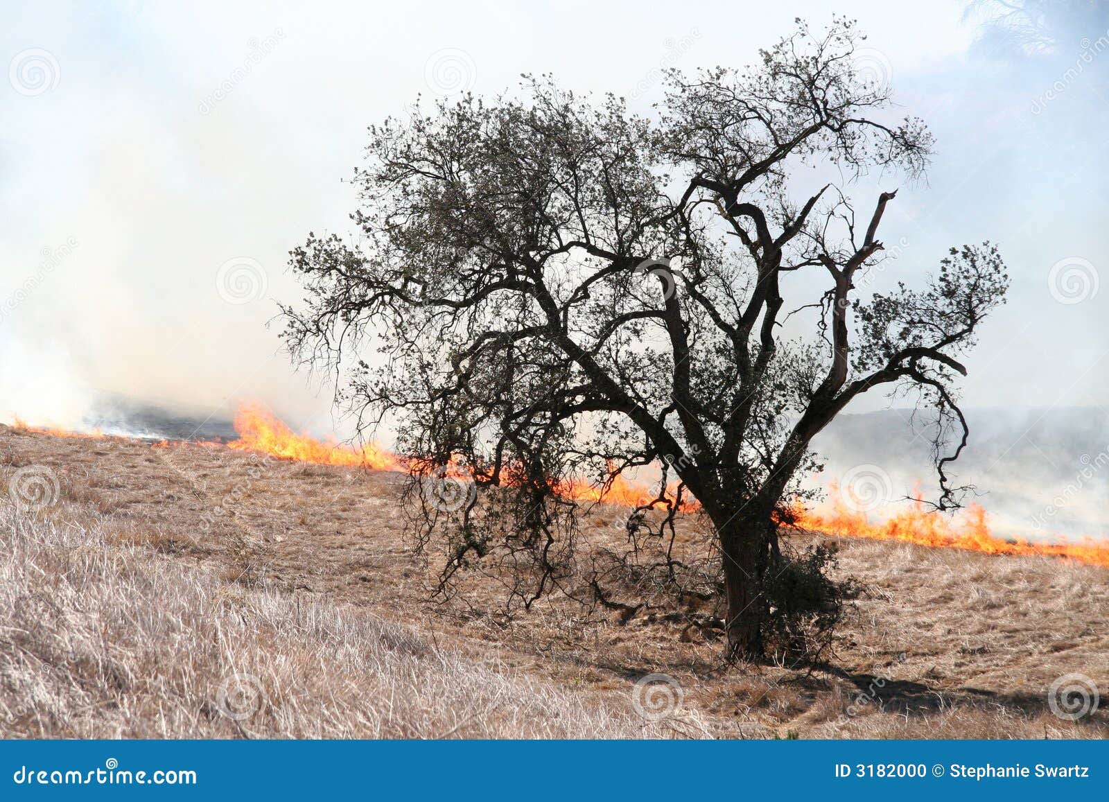 Oak tree and fire stock photo. Image of emergency, fighter - 3182000