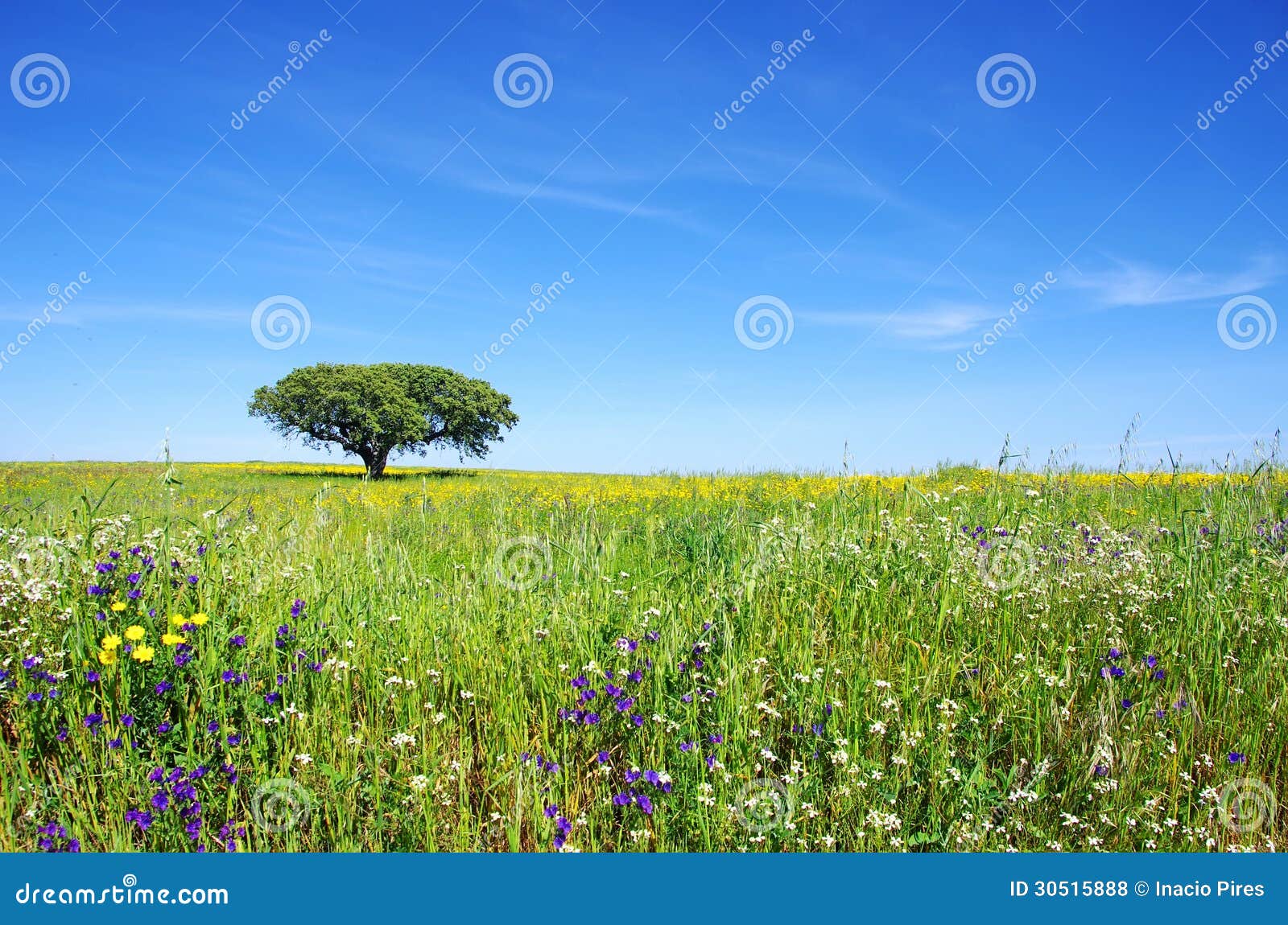 Oak tree at flowery field stock photo. Image of nature - 30515888