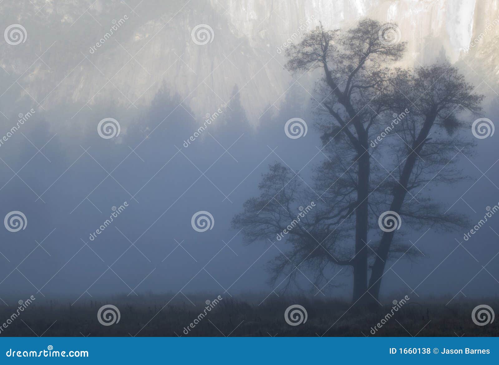 Oak tree in fog stock photo. Image of moody, pine, eerie - 1660138