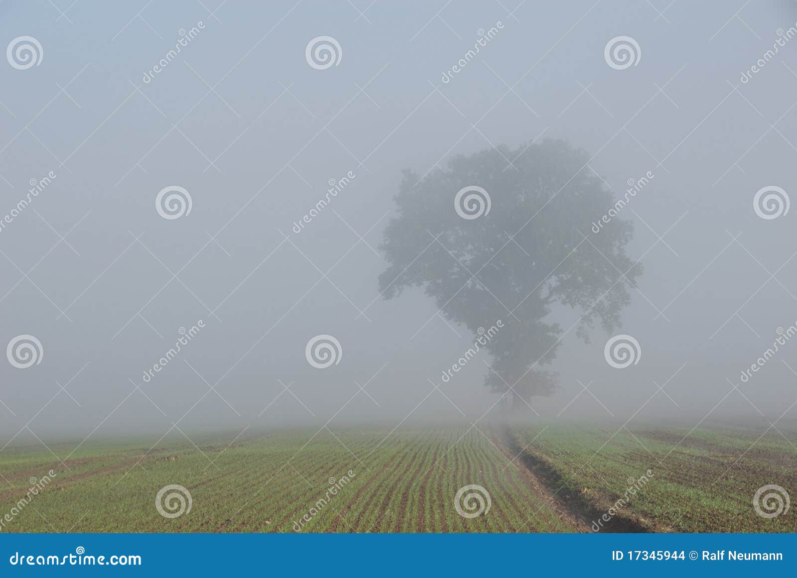 Oak tree in fog stock photo. Image of autumn, green, brown - 17345944