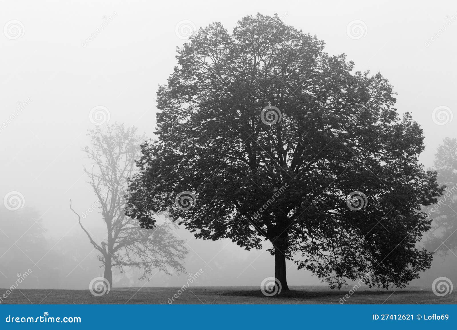 Oak tree in fog stock image. Image of scene, rural, landscape - 27412621
