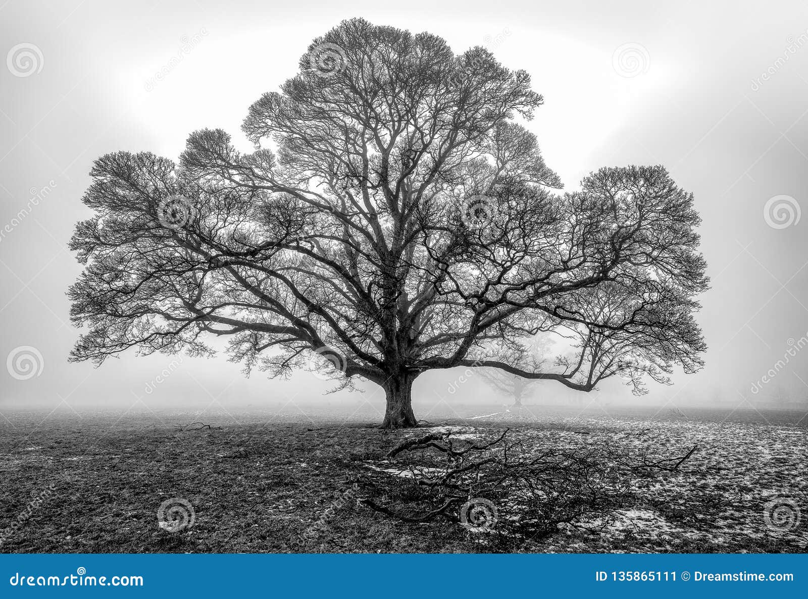 Oak tree in the fog stock image. Image of early, tree - 135865111