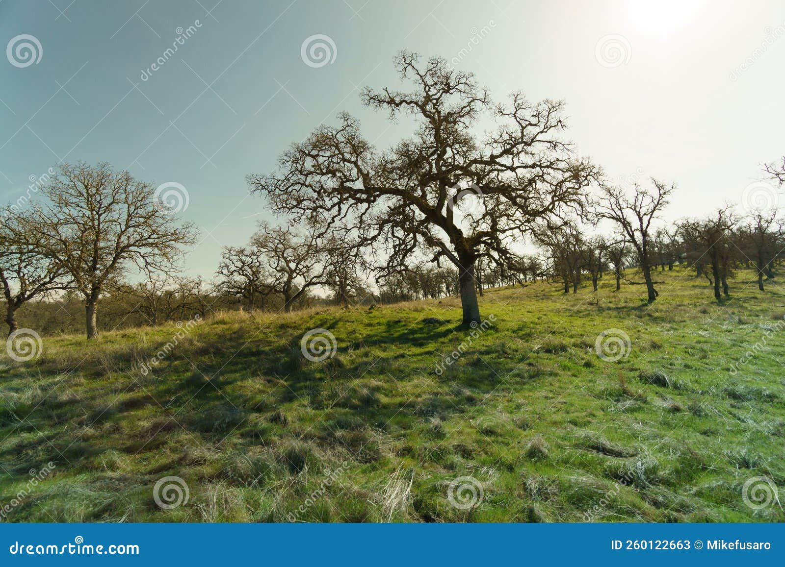 Oak tree forest stock image. Image of countryside, forest - 260122663