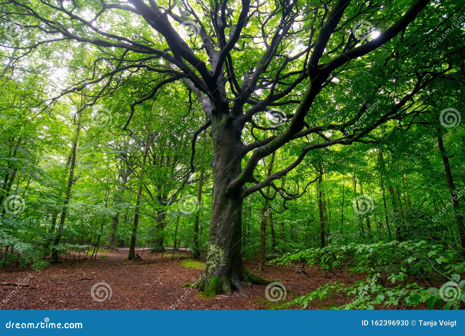 Oak Tree in a Forest of North Holland Stock Photo - Image of forest ...