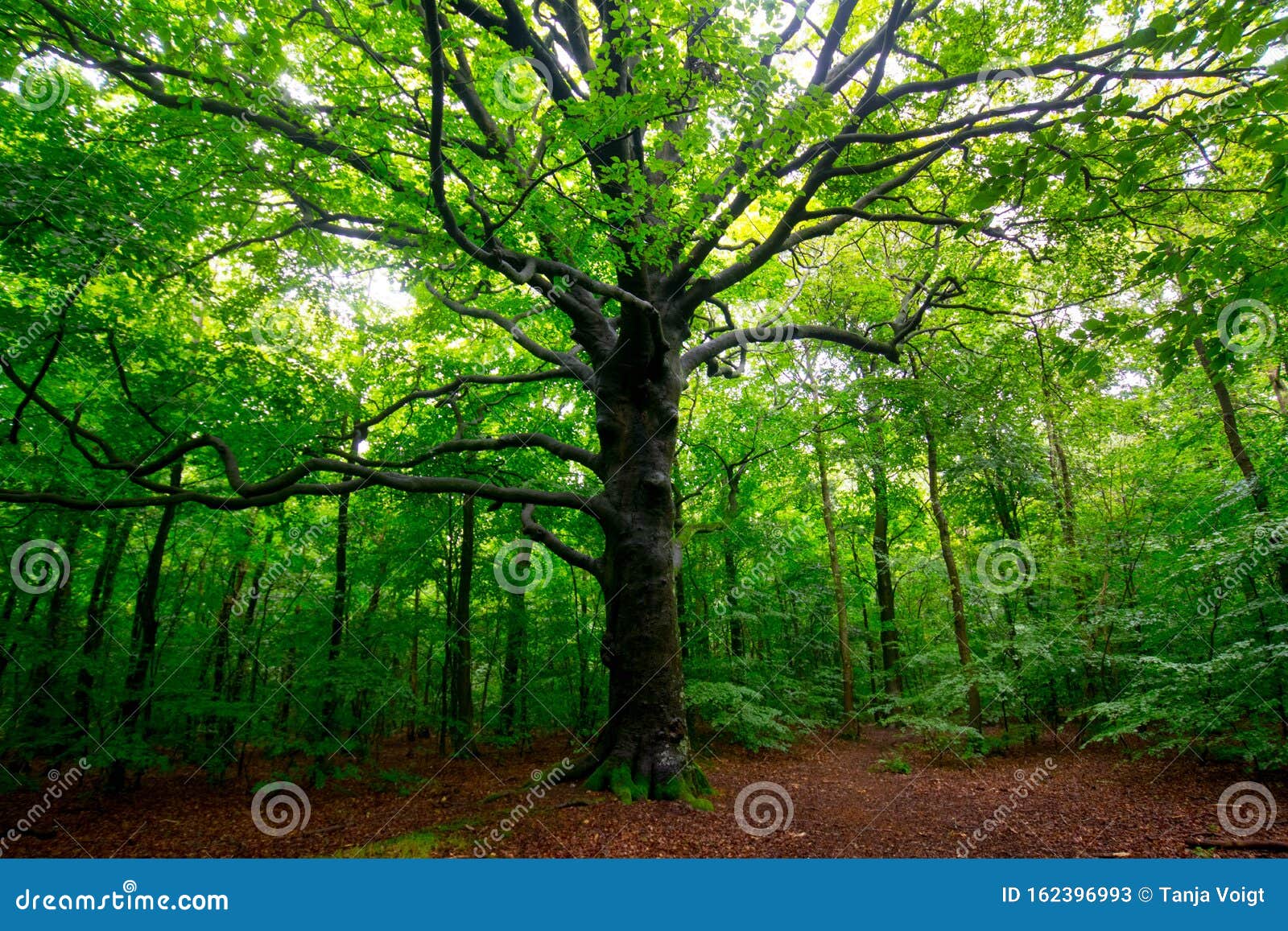 Oak Tree in a Forest of North Holland Stock Image - Image of beach ...