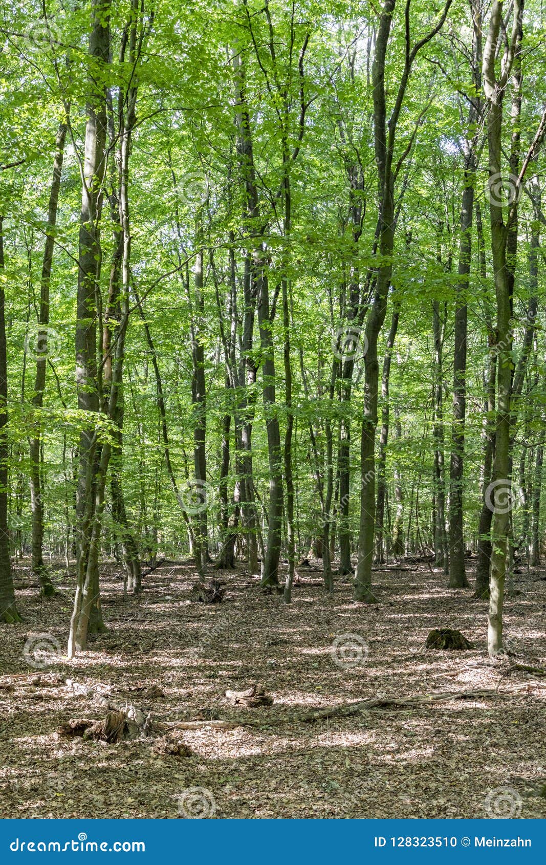Oak tree forest stock photo. Image of scenic, path, leaves - 128323510