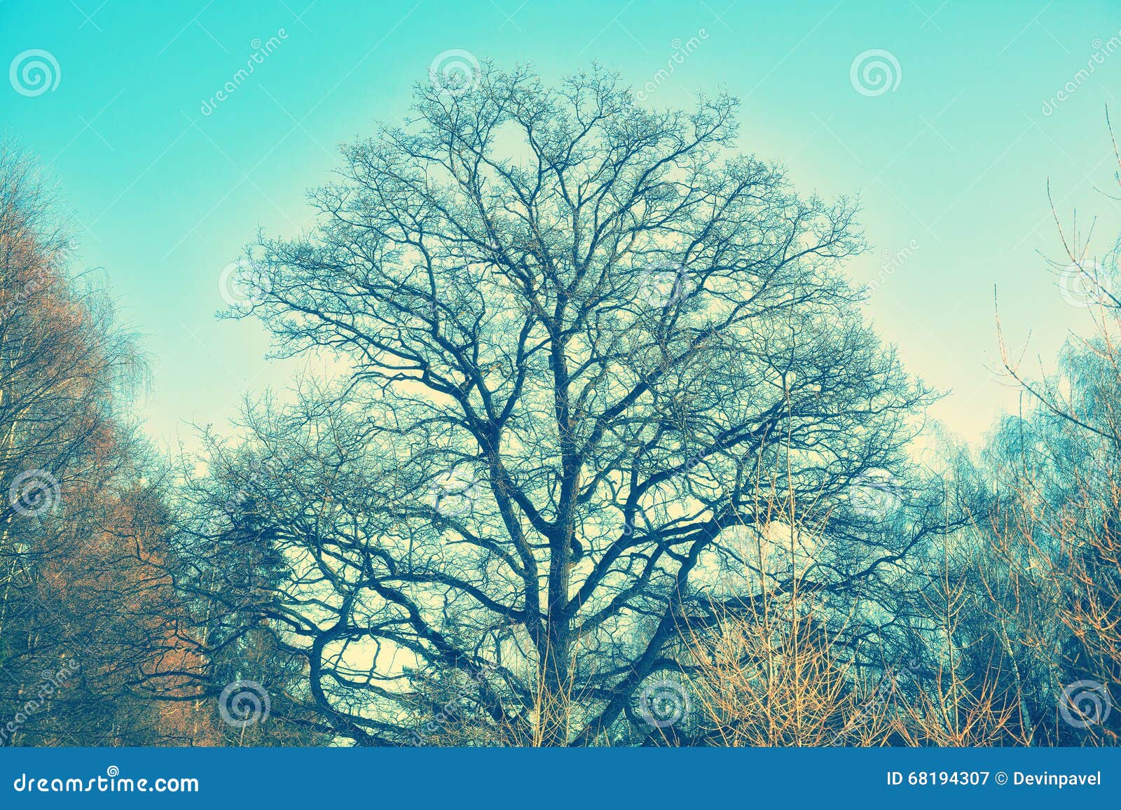 Oak tree in the forest stock image. Image of green, nature - 68194307
