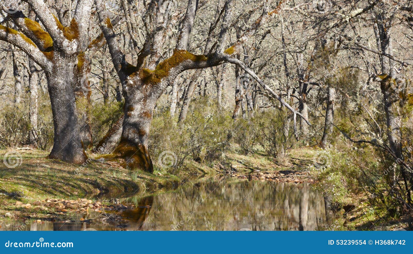 Oak Tree Forest and Stream in Cabaneros Park, Spain Stock Photo - Image ...