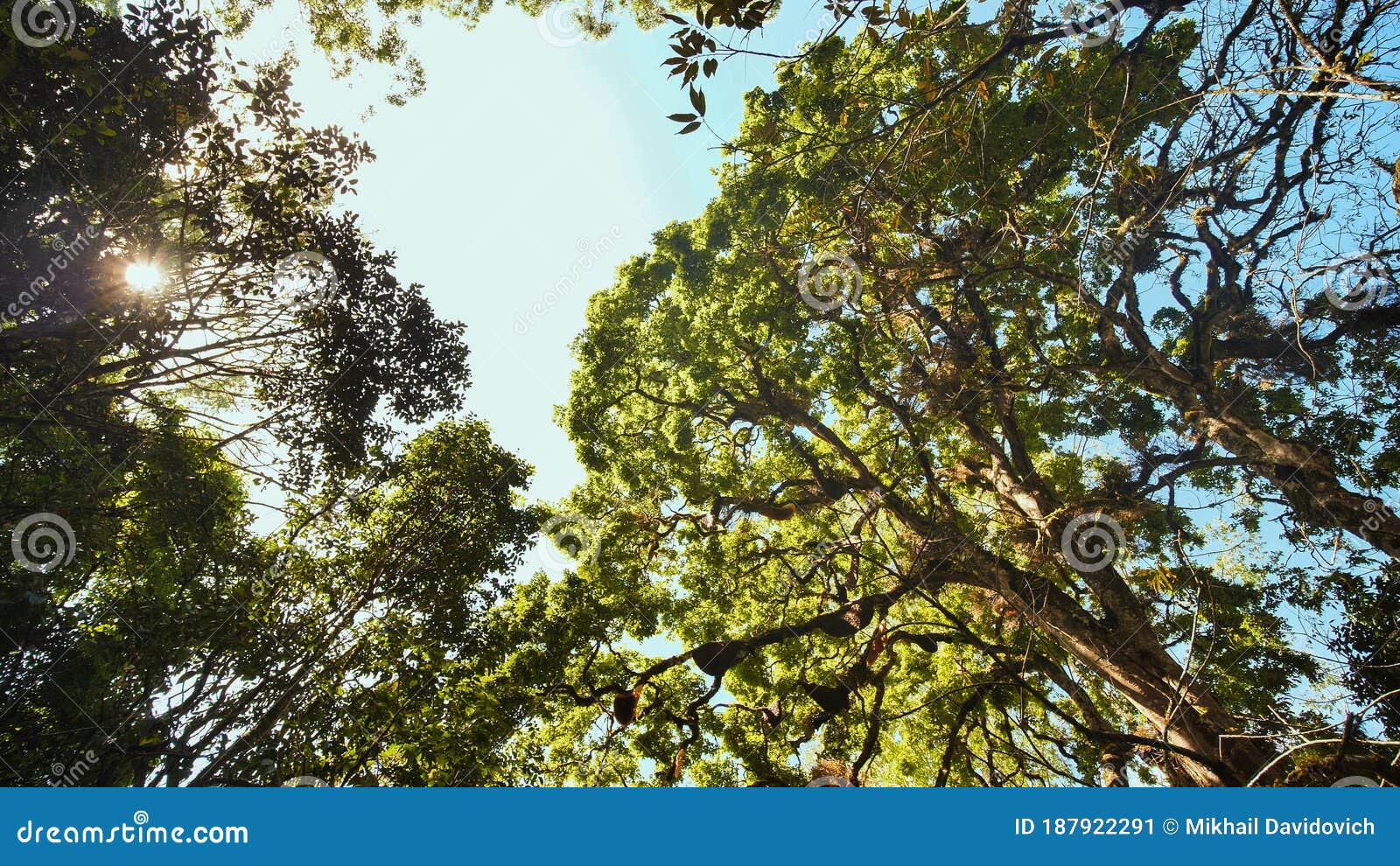 Oak Tree in the Forest Surrounding the City of Munnar. India. Stock ...